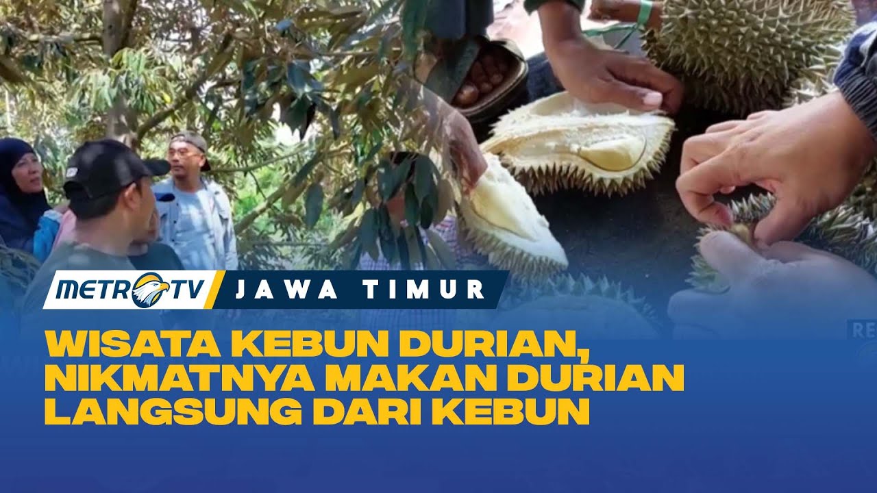 Wisata Kebun Durian Lamongan, Nikmatnya Makan Durian Langsung dari ...